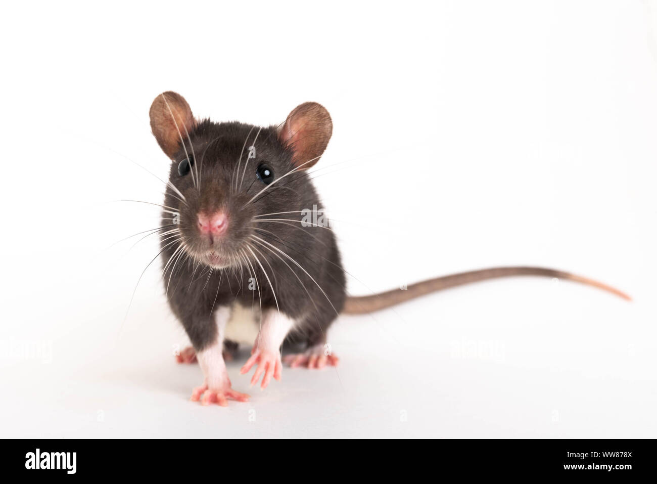 A gray rat, with a long mustache, looks directly into the frame Stock ...