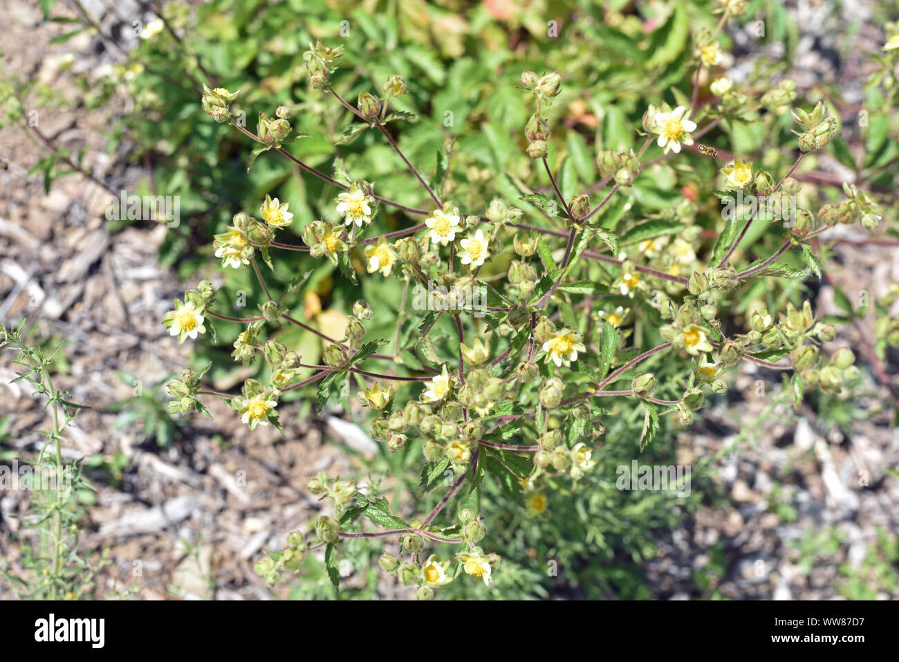 Gold Fields Wildflowers Stock Photo - Alamy