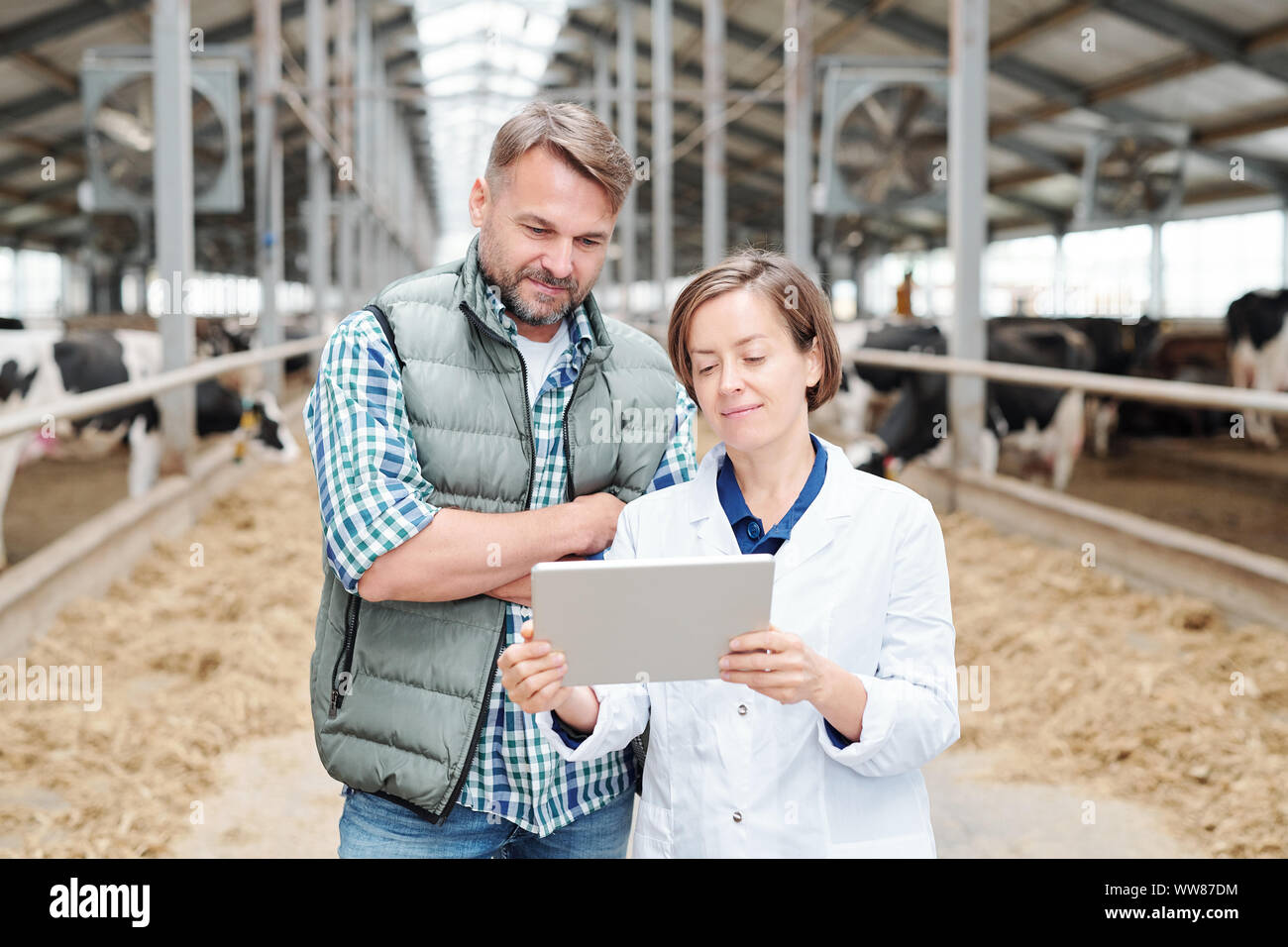 Contemporary worker of dairy farm showing her colleague online ...