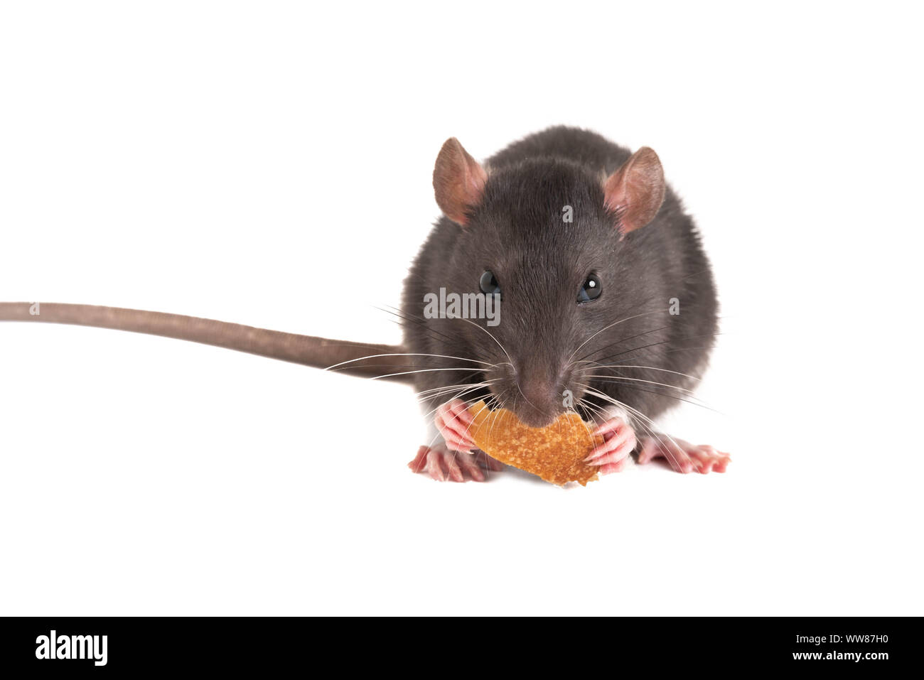 Cute gray rat o eating white bread Stock Photo - Alamy