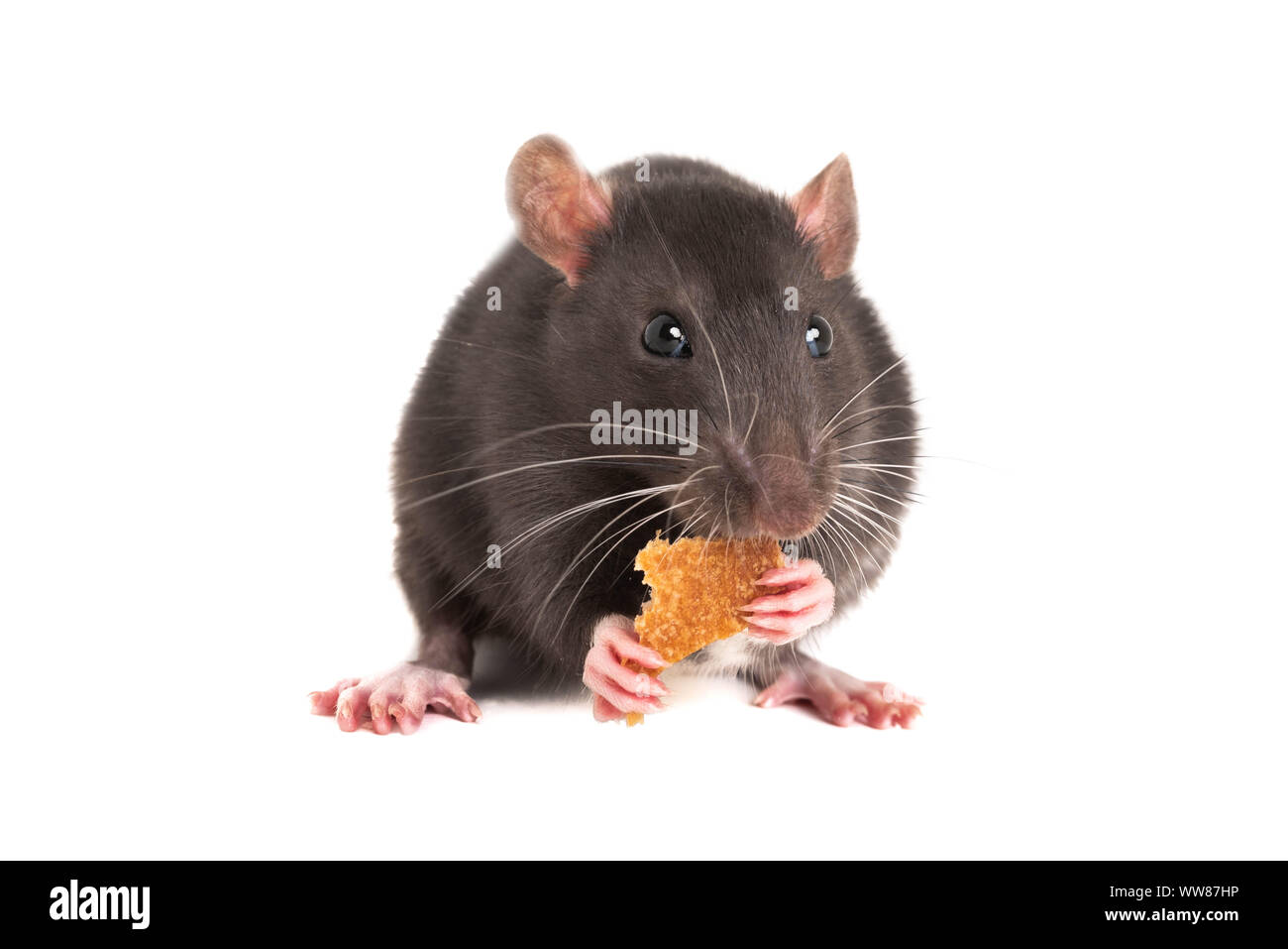 White rat face close hi-res stock photography and images - Alamy