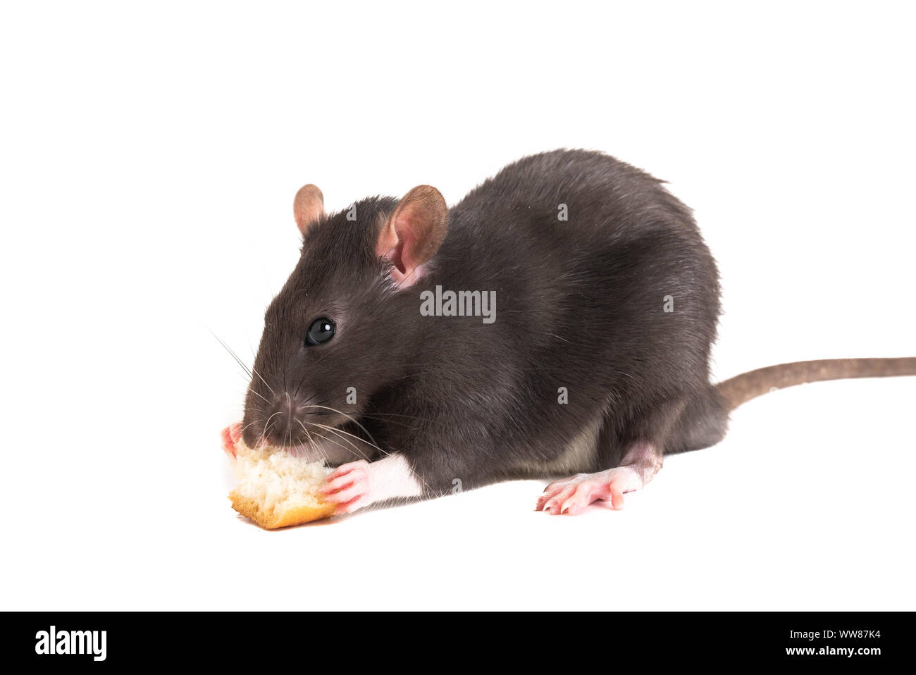White rat face close hi-res stock photography and images - Alamy