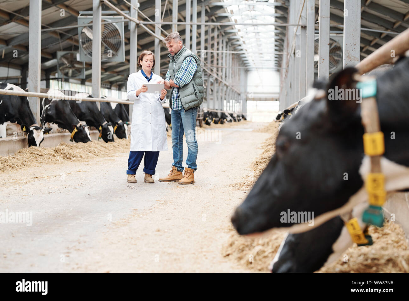 Female vet cow hi-res stock photography and images - Alamy