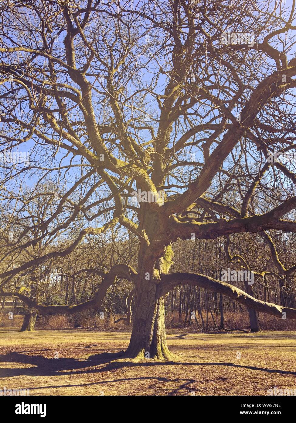 Bald tree in spring hi-res stock photography and images - Alamy