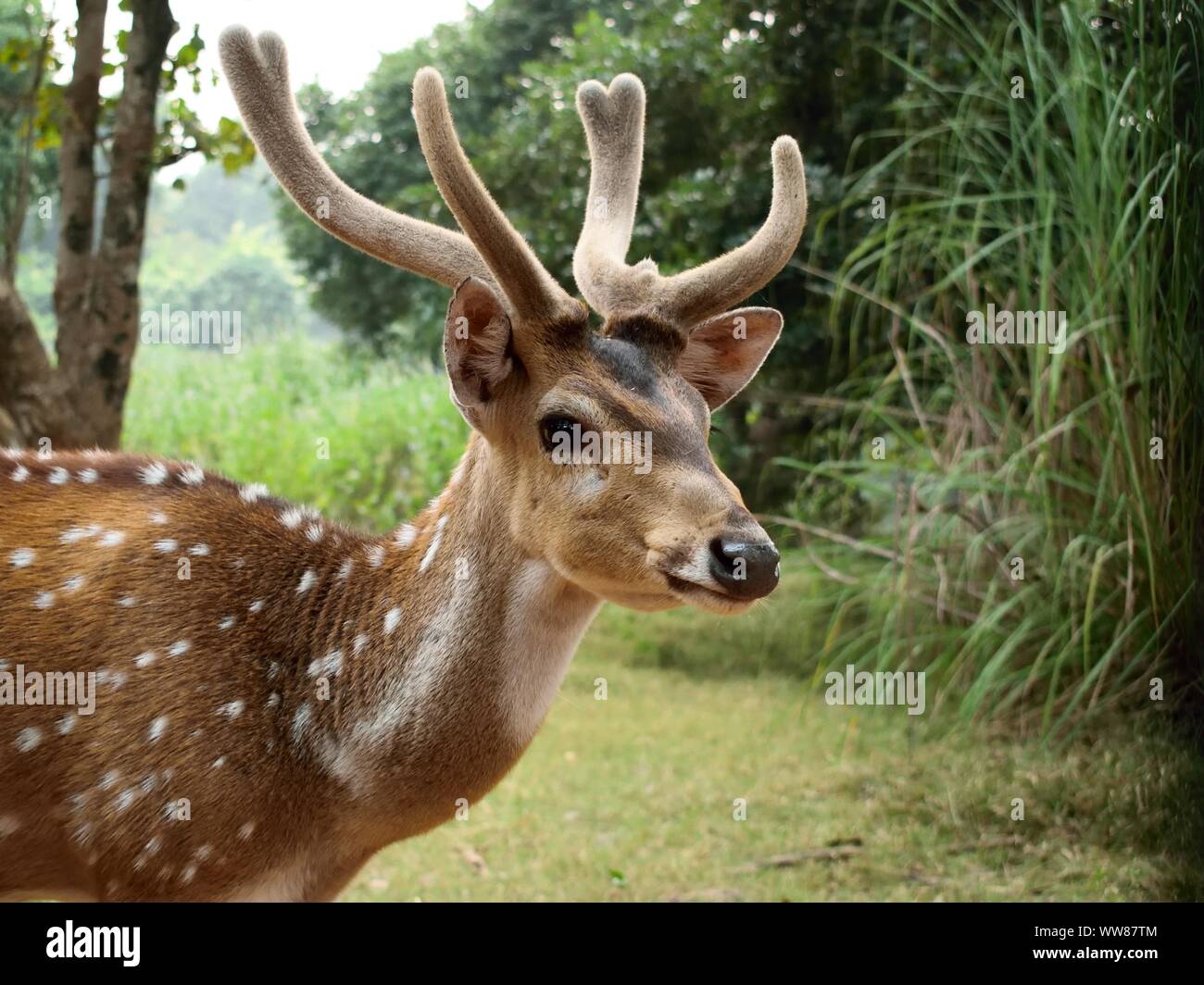 Deer Face High Resolution Stock Photography and Images - Alamy