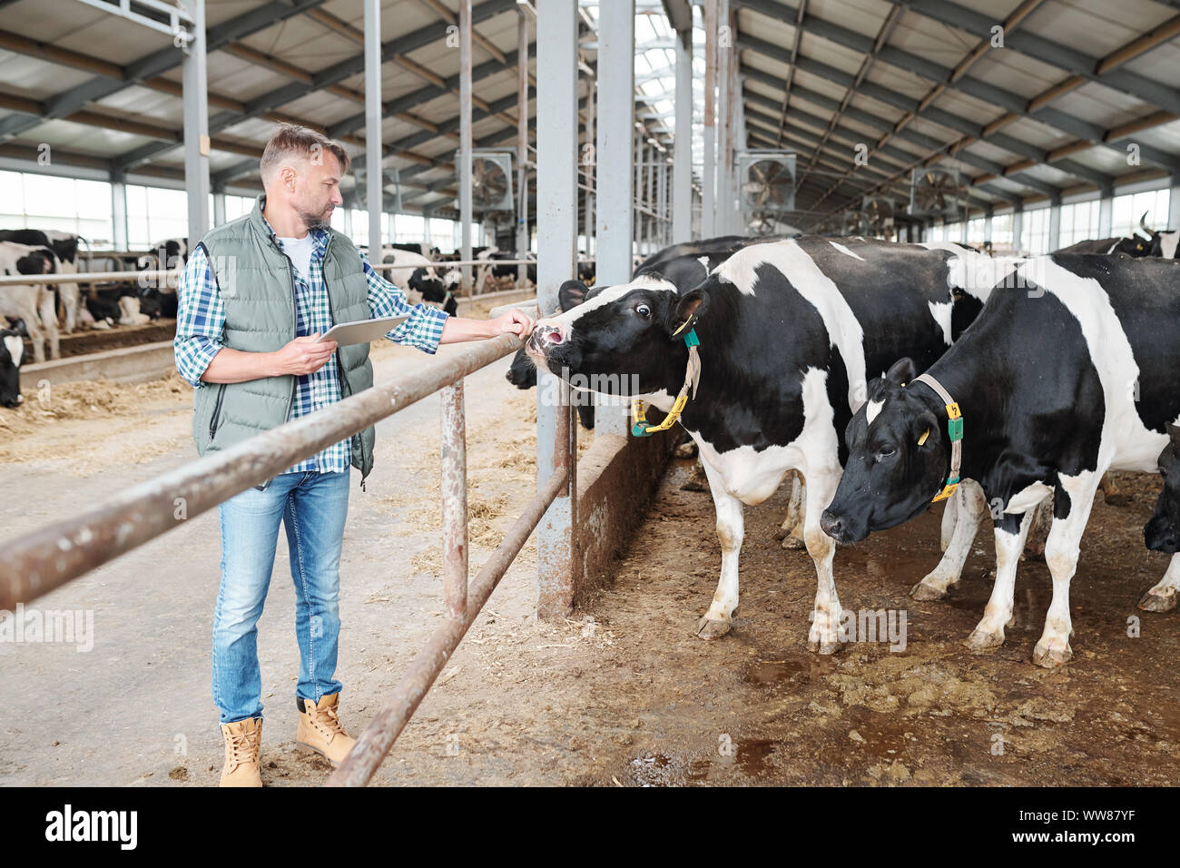 One of milk cows in cowshed touching hand of male worker standing by ...