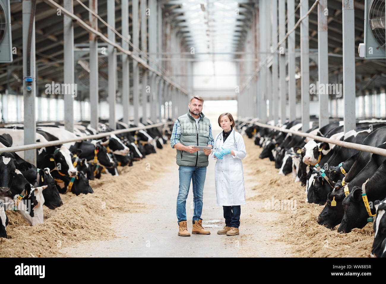 Two confident workers of large contemporary dairy farm standing on long ...