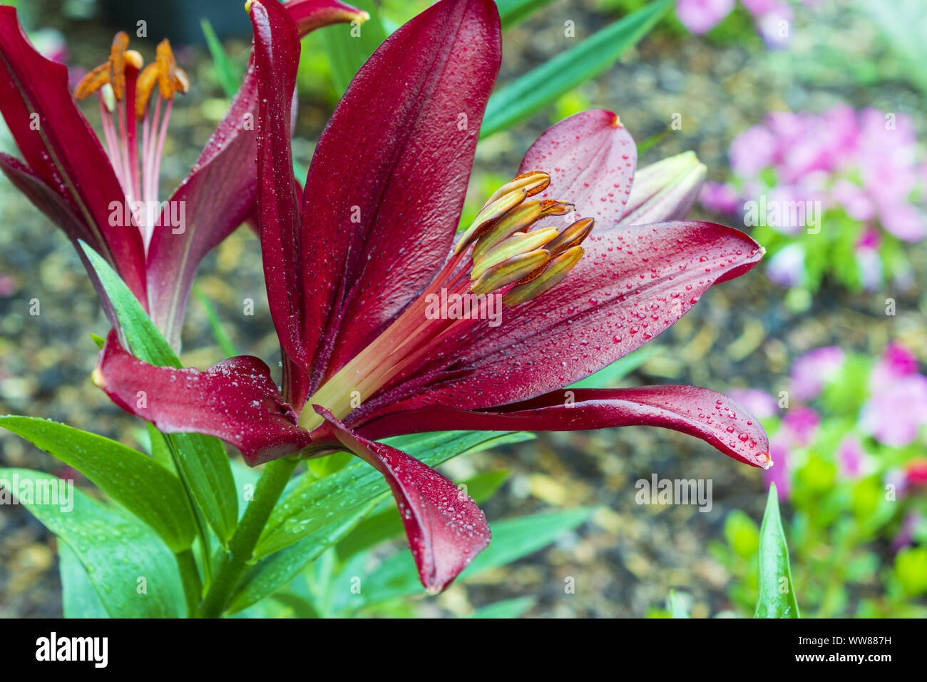Detail of red lily with leaves on the garden Stock Photo - Alamy
