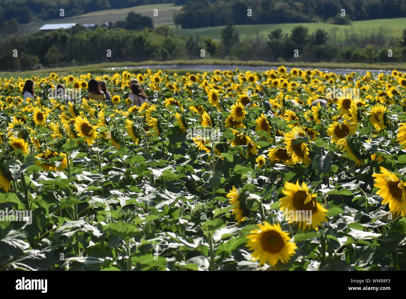 sunflowers on a sunflower farm Stock Photo - Alamy