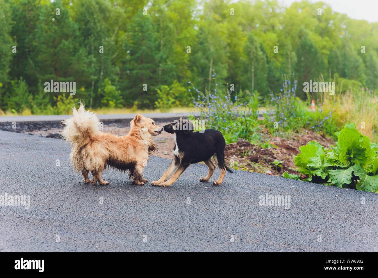 Funny mutts hi-res stock photography and images - Alamy