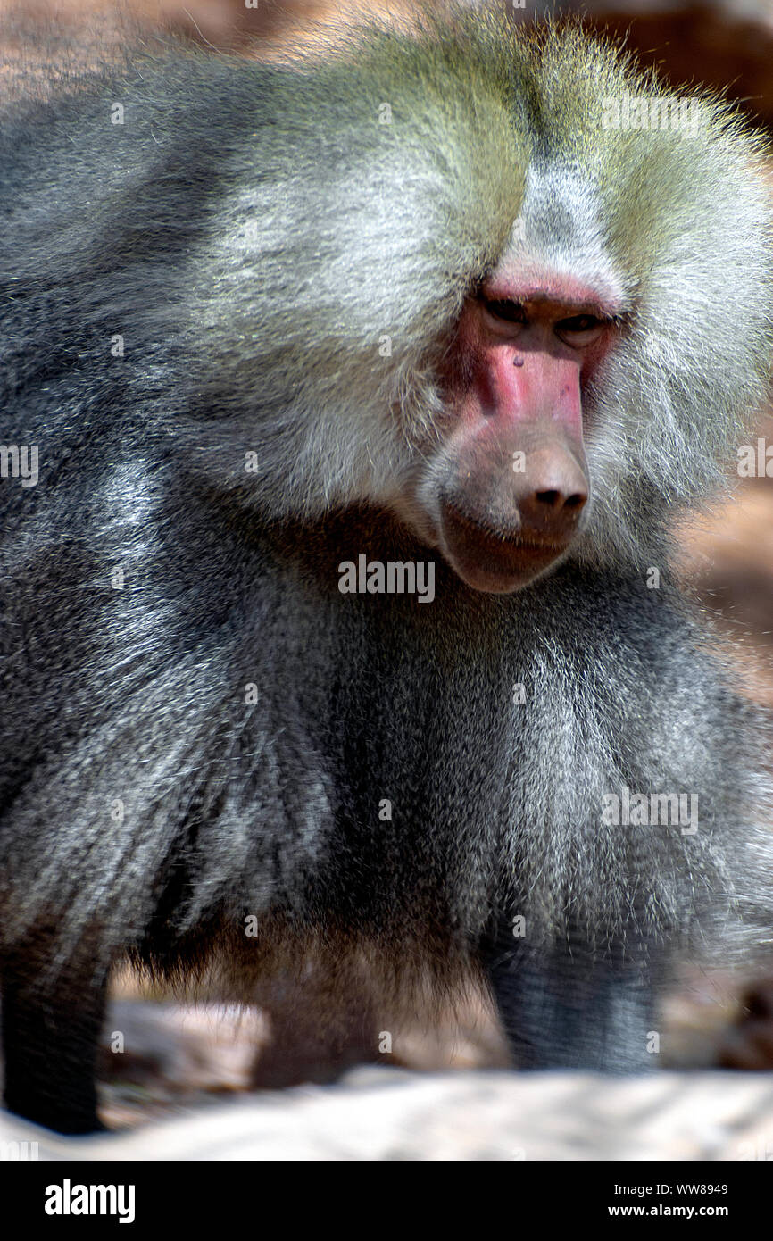 Hamadryas Baboon. Male baboon with heavy fur looking at camera Stock ...