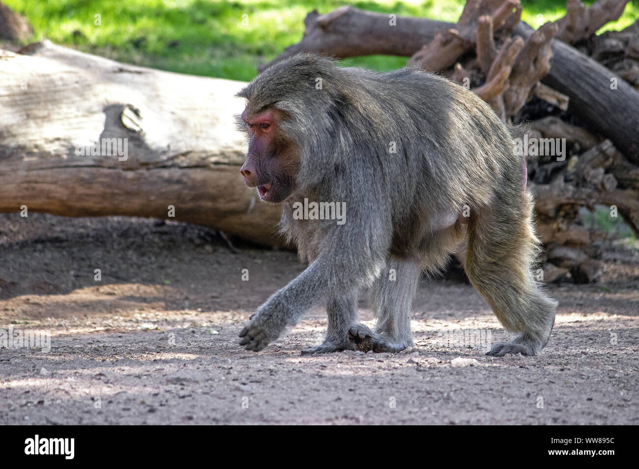 Hamadryas baboon walking hi-res stock photography and images - Alamy