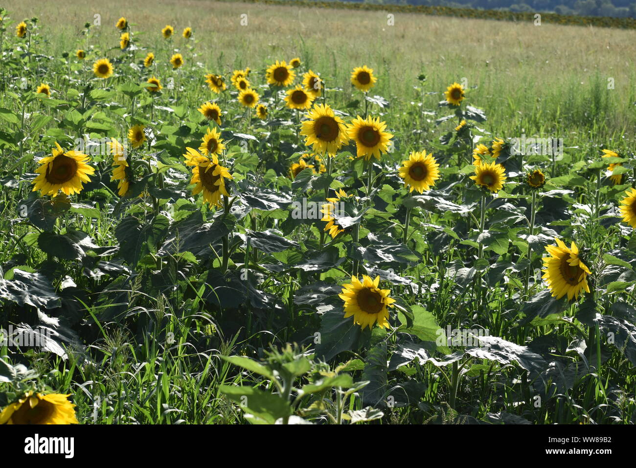 sunflowers on a sunflower farm Stock Photo - Alamy