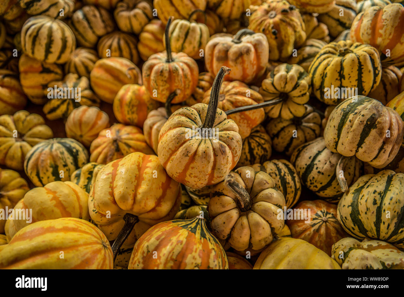 White striped gourds hi-res stock photography and images - Alamy