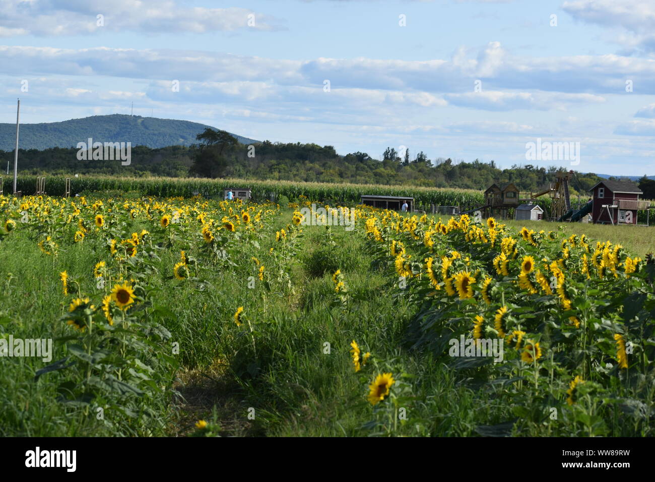 sunflowers on a sunflower farm Stock Photo - Alamy