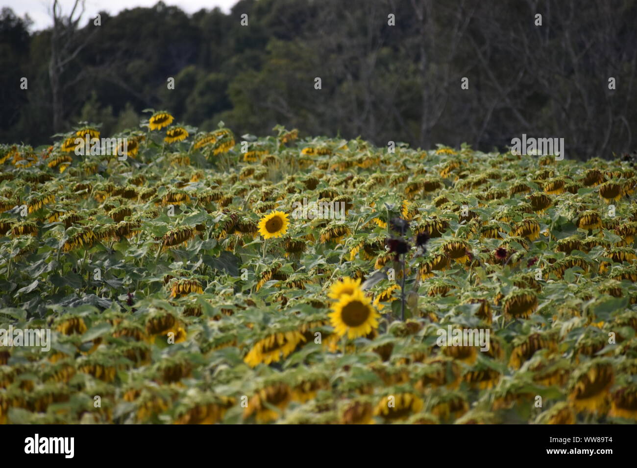 sunflowers on a sunflower farm Stock Photo - Alamy