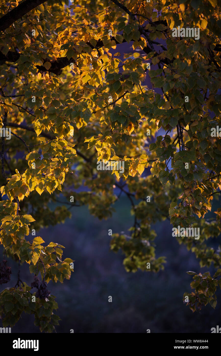 Sunbeams leaves hi-res stock photography and images - Alamy