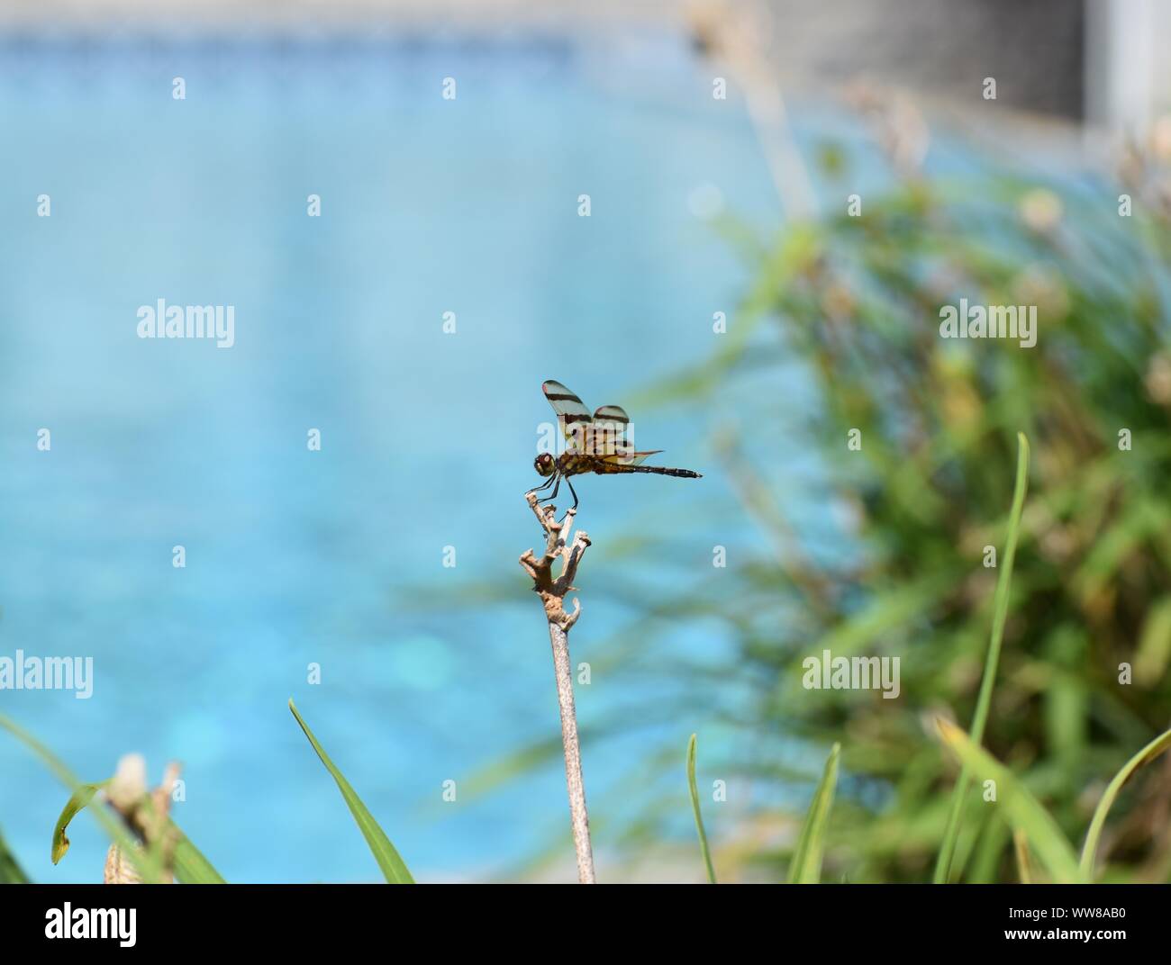 Dragonfly bite hi-res stock photography and images - Alamy