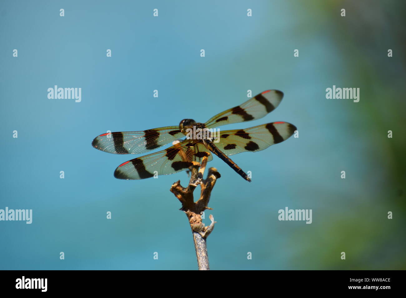 dragonfly closeup in new jersey Stock Photo - Alamy