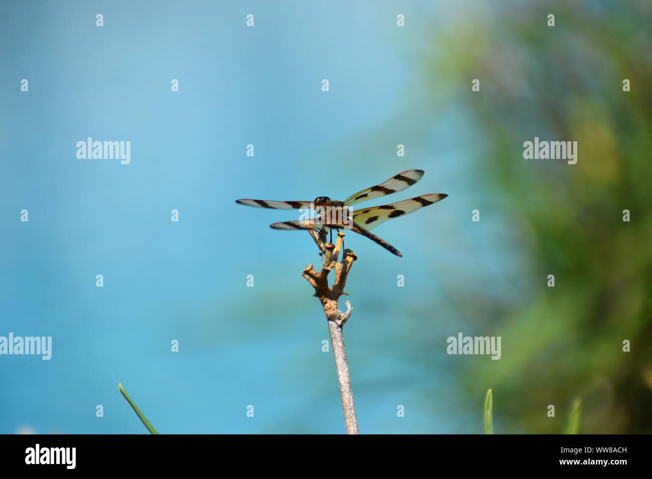 Dragonfly bite hi-res stock photography and images - Alamy