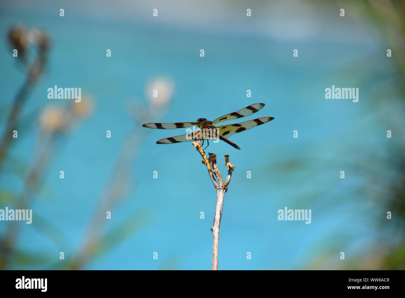 dragonfly closeup in new jersey Stock Photo - Alamy