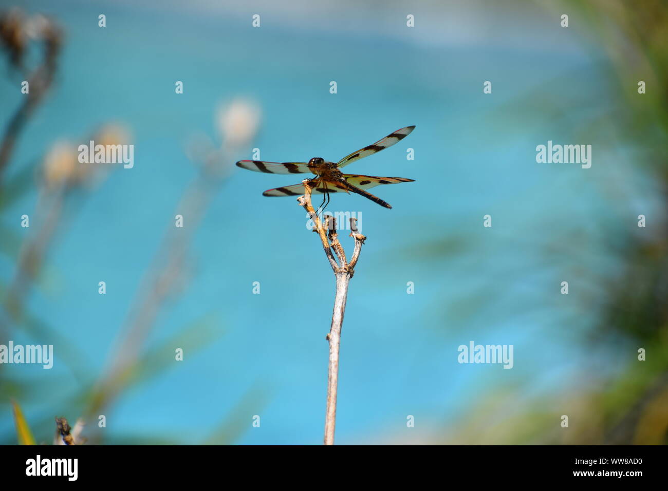 Insects of new jersey hi-res stock photography and images - Alamy