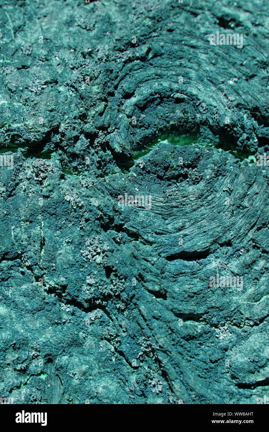 Dark blue spruce bark with a part looks like an eye Stock Photo - Alamy