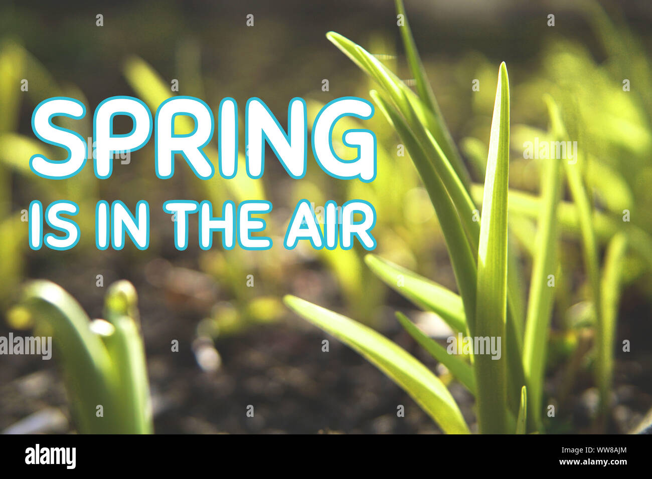 Spring concept. Green grass with text of white and blue letters Spring ...