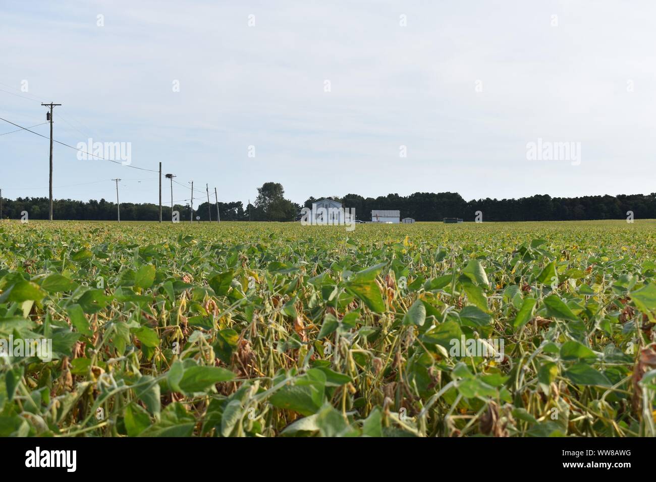 Marsh land new jersey hi-res stock photography and images - Alamy
