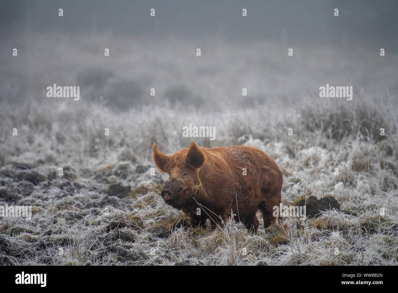 Tamworth pig (Sus scrofa domesticus), Dumfries SW Scotland Stock Photo ...