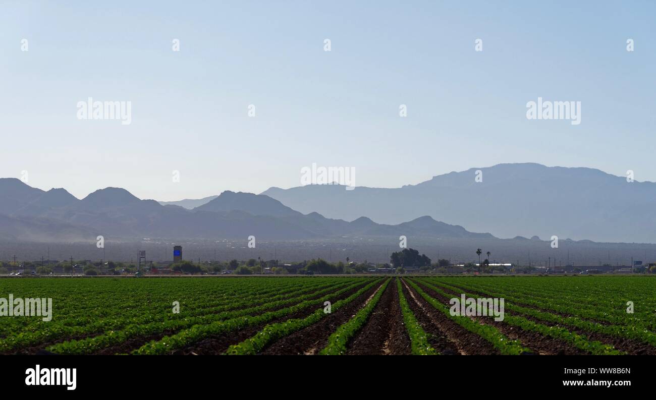 Farmland near Marana, Pima County, Arizona with the Santa Catalina ...