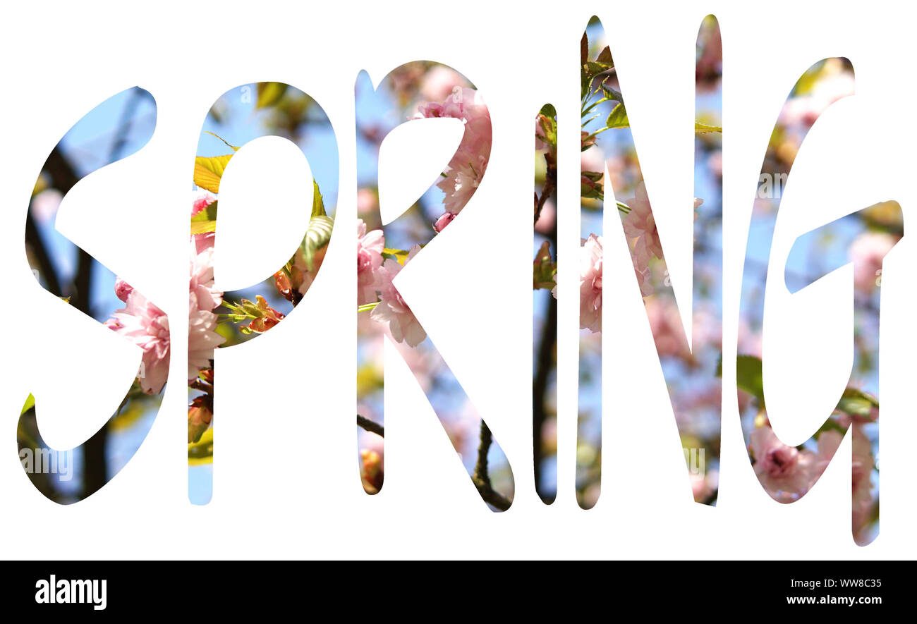 The word SPRING made of beautiful pink flower isolated on white ...