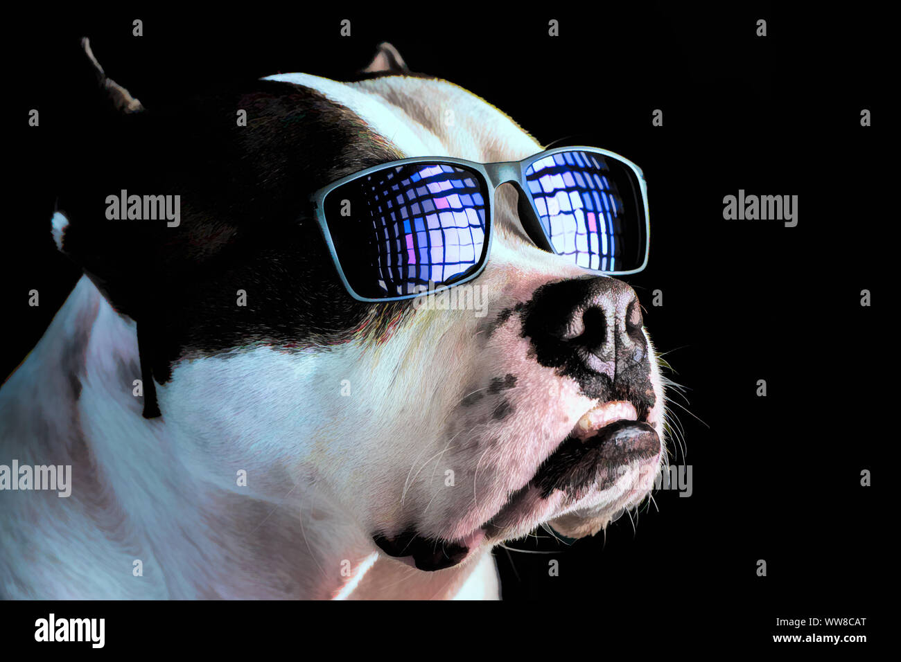 An American Staffordshire Terrier looks cool and relaxed in a pair of ...