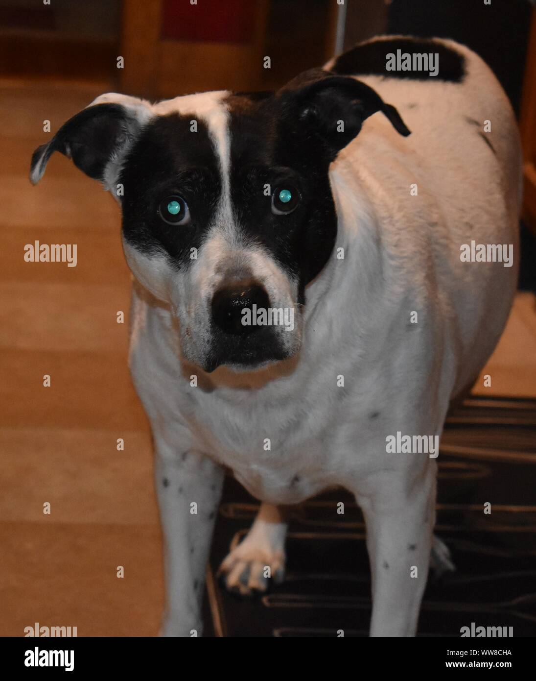 White Boxer Border Collie Mix