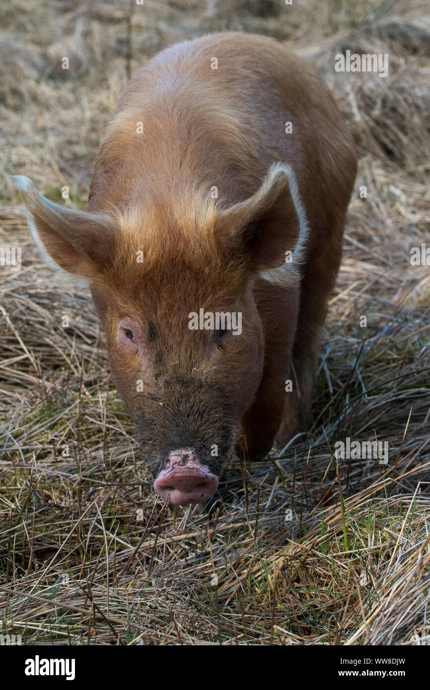 Pigs tusks hi-res stock photography and images - Alamy