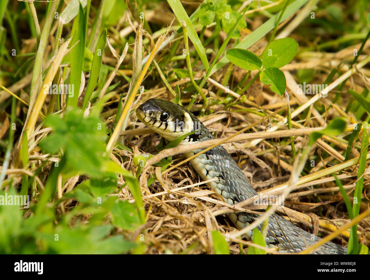 Grass snake in wilderness on a green meadow, Natrix natrix, sometimes ...