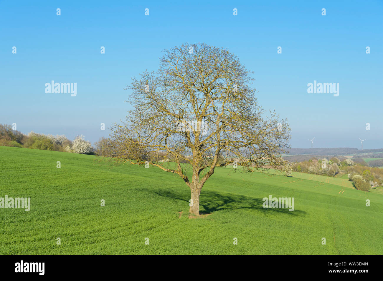 Walnut Tree In Landscape In Spring High Resolution Stock Photography ...