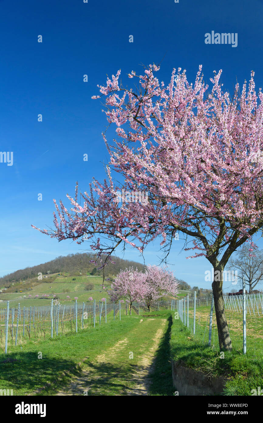 Almond tree in spring hi-res stock photography and images - Alamy