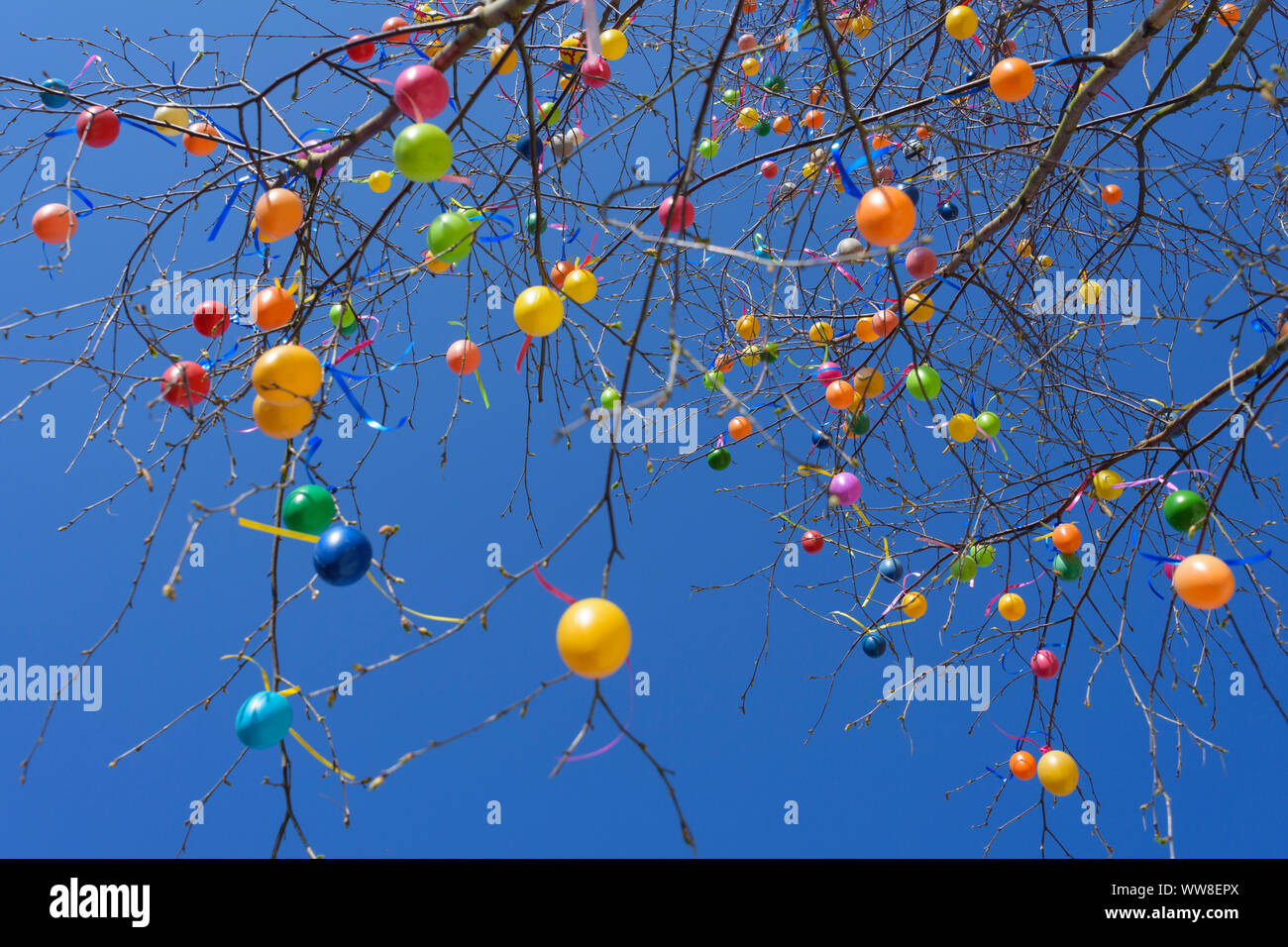 Birch tree in spring hi-res stock photography and images - Alamy