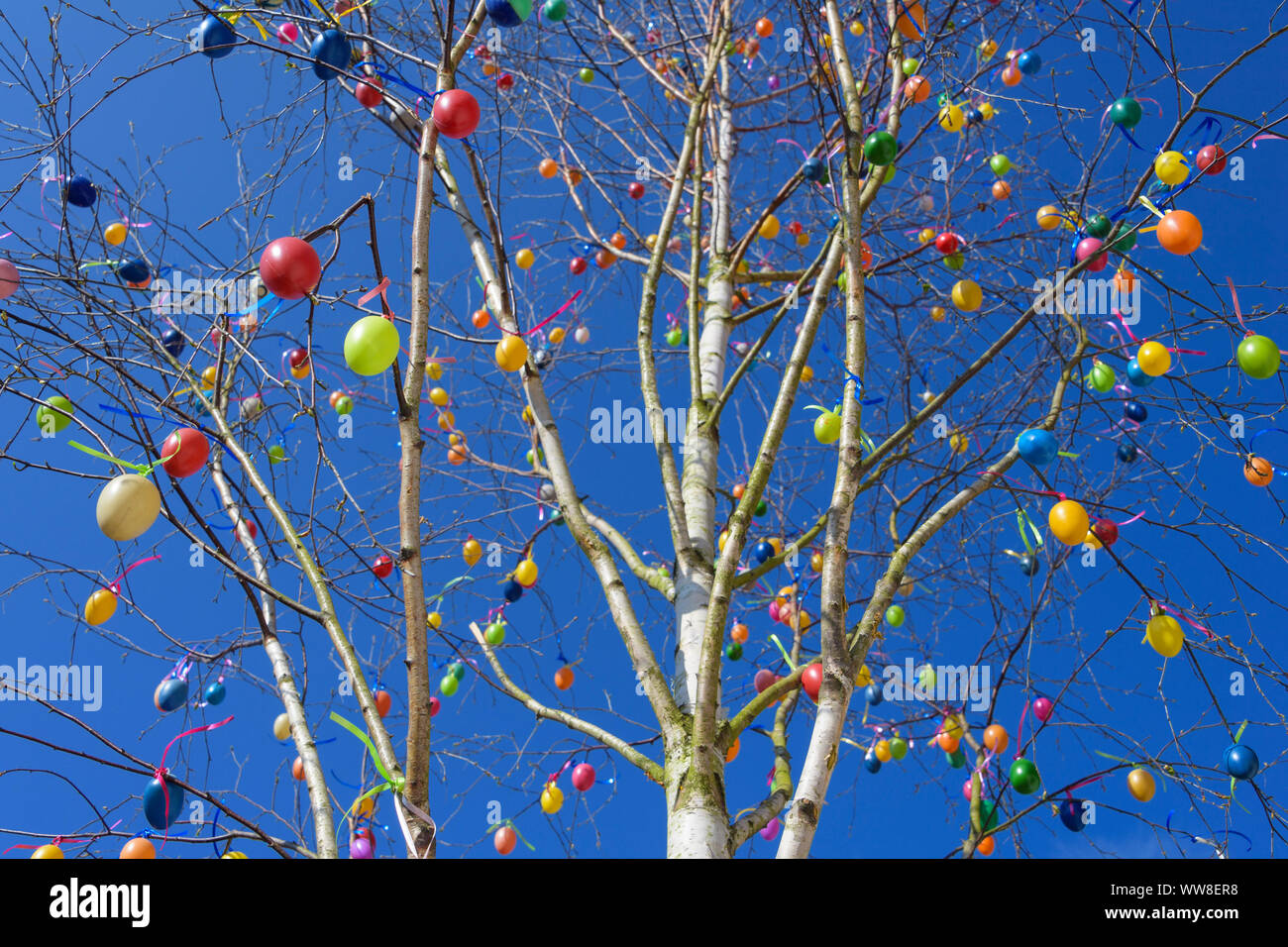 Birch tree in spring hi-res stock photography and images - Alamy
