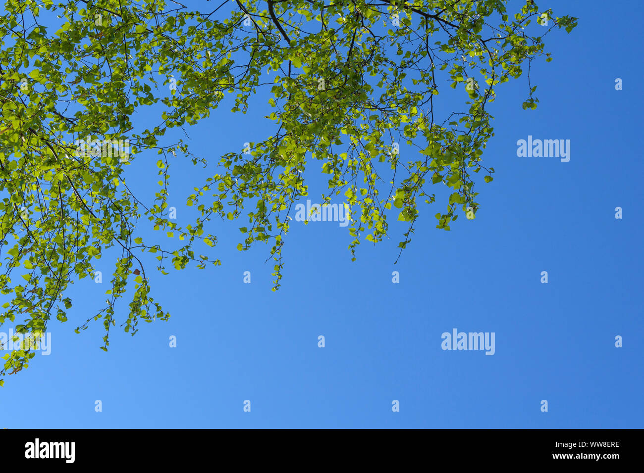 Birch tree leaves in spring, Bavaria, Germany Stock Photo - Alamy