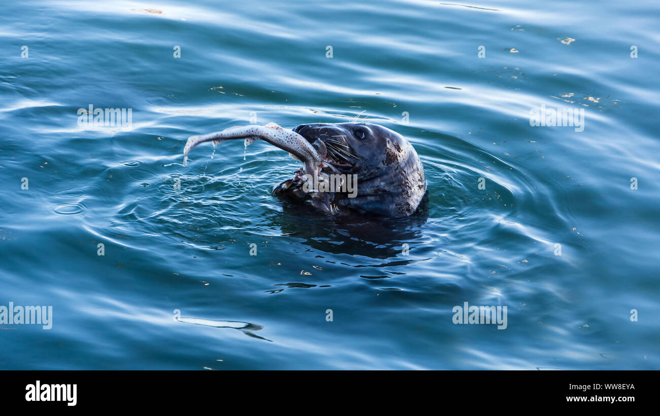 Seal eating fish hi-res stock photography and images - Alamy