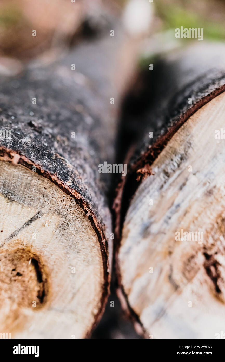 Two sawn logs lying on the ground, concept of forest deforestation ...