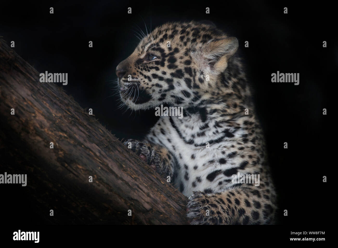 Cute jaguar cub Stock Photo - Alamy
