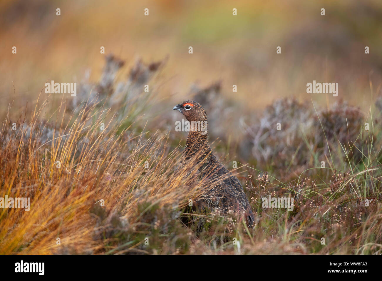 Red grouse in scotland Stock Photo - Alamy