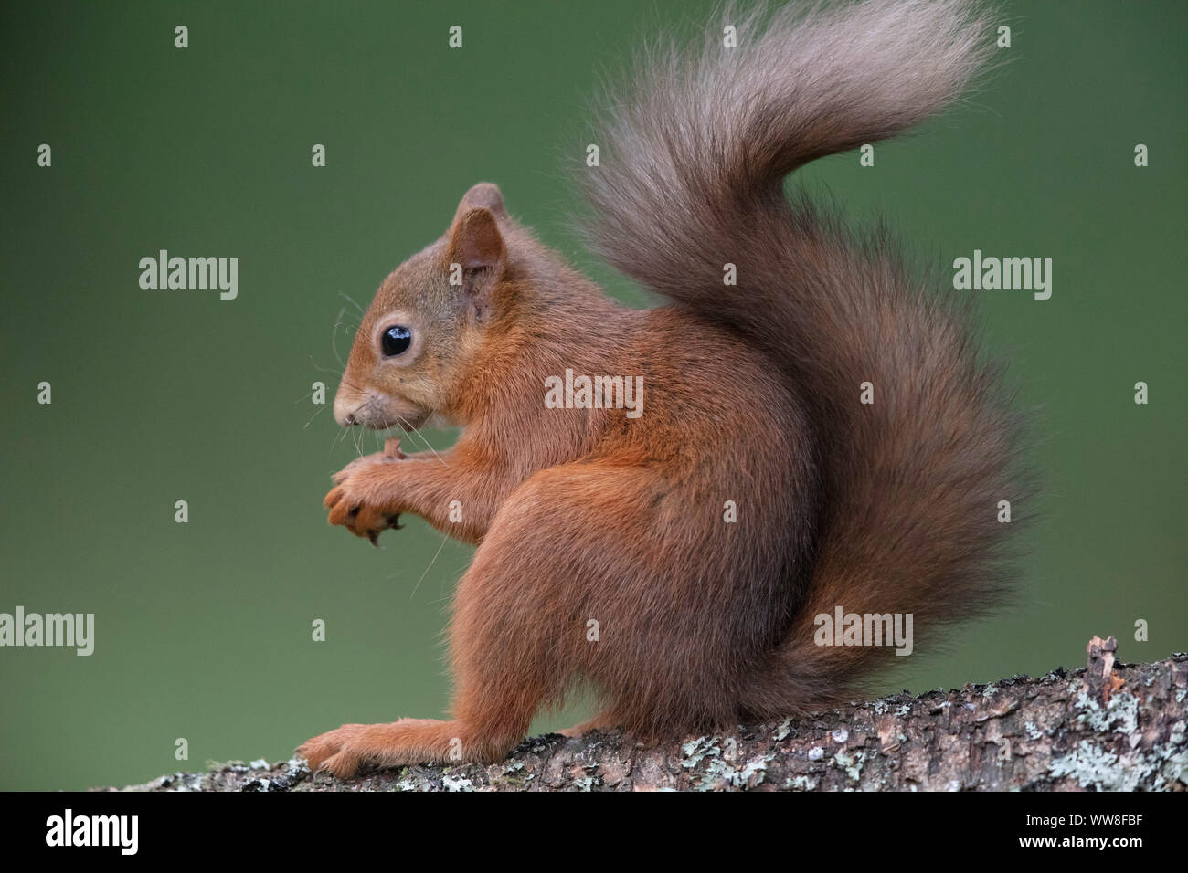 Side view of a Red squirrel in Scotland Stock Photo - Alamy