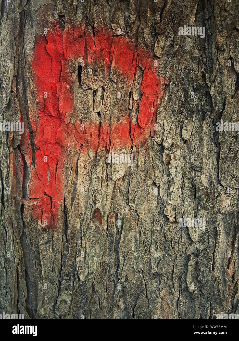 Letter P in red on a tree trunk Stock Photo - Alamy