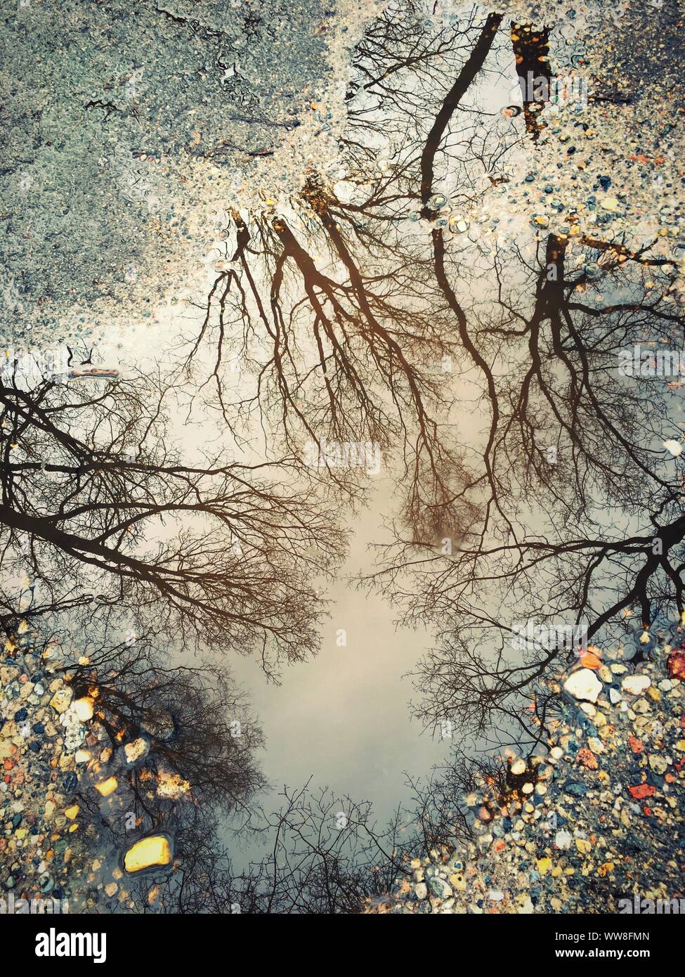 Trees are reflected in a puddle Stock Photo - Alamy