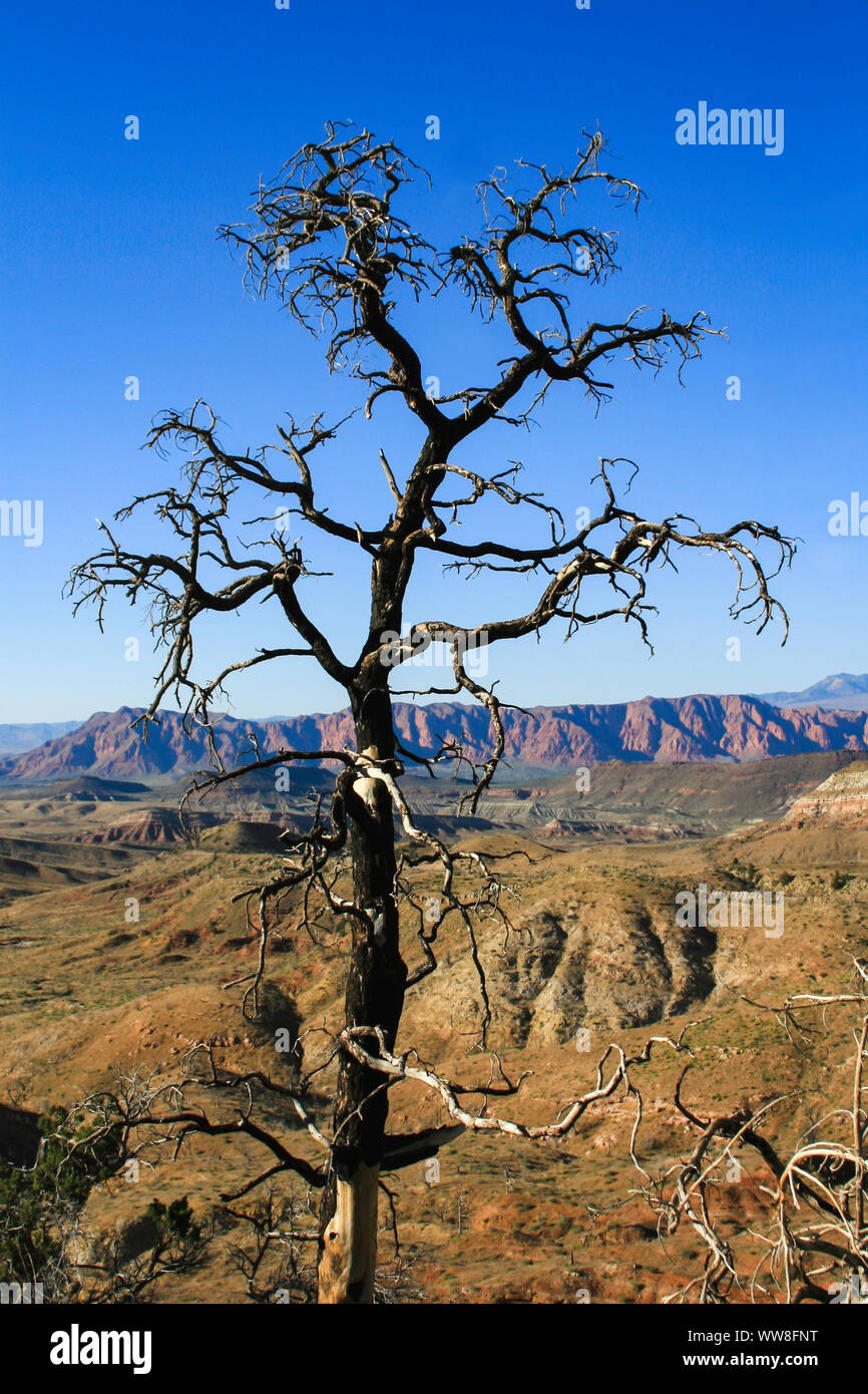 Dead desert tree burned by a fire Stock Photo - Alamy