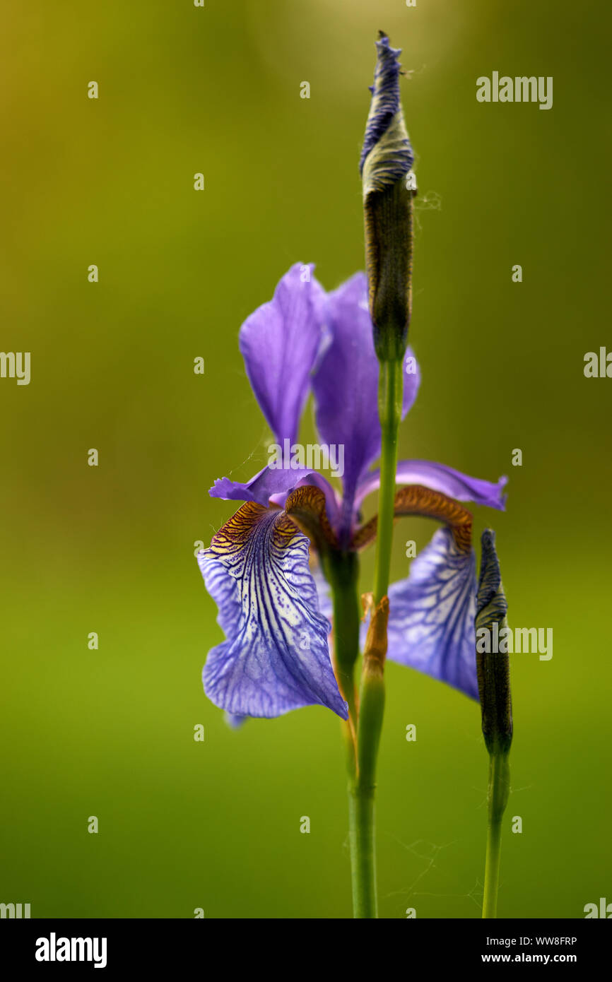 Siberian iris, Iris sibirica, Siberian flag Stock Photo - Alamy
